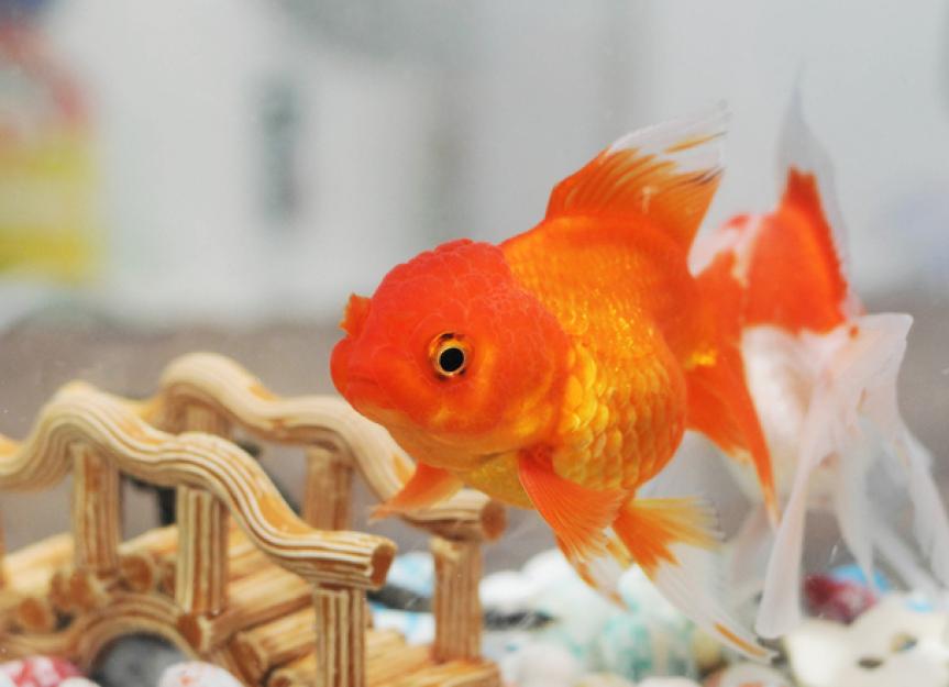 Fish Intelligence | How Smart Are Fish? | PetMD