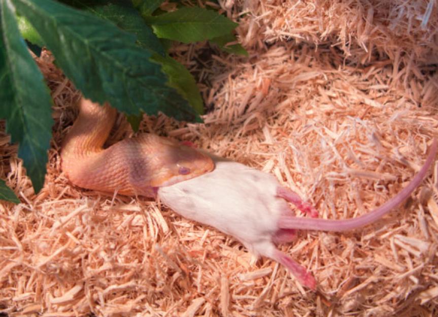 What Do Snakes Eat? | PetMD