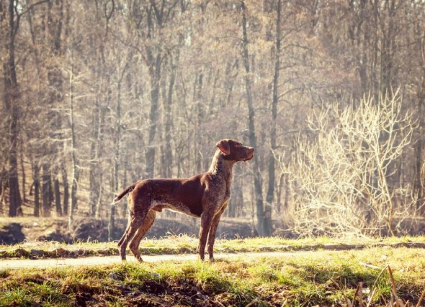 Spinal and Vertebral Birth Defects in Dogs | PetMD