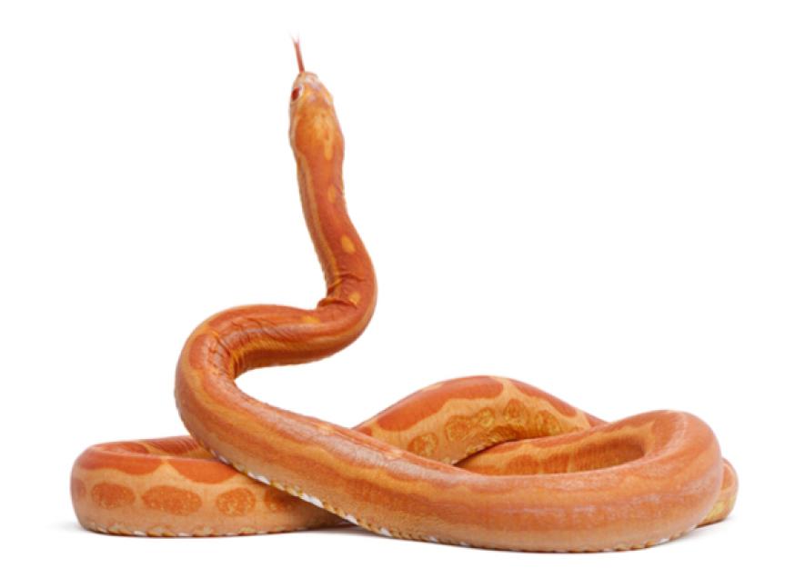 Stargazing Syndrome in Reptiles | PetMD