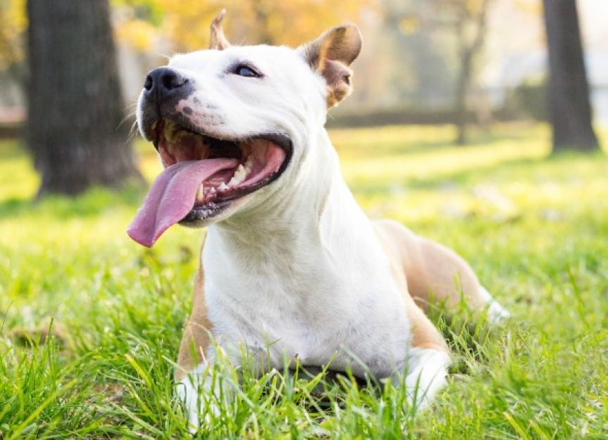 Throat Cancer (Chondrosarcoma) in Dogs | PetMD