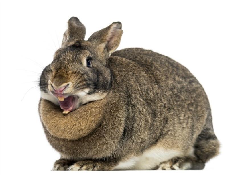 Tooth Root Abscess in Rabbits | PetMD