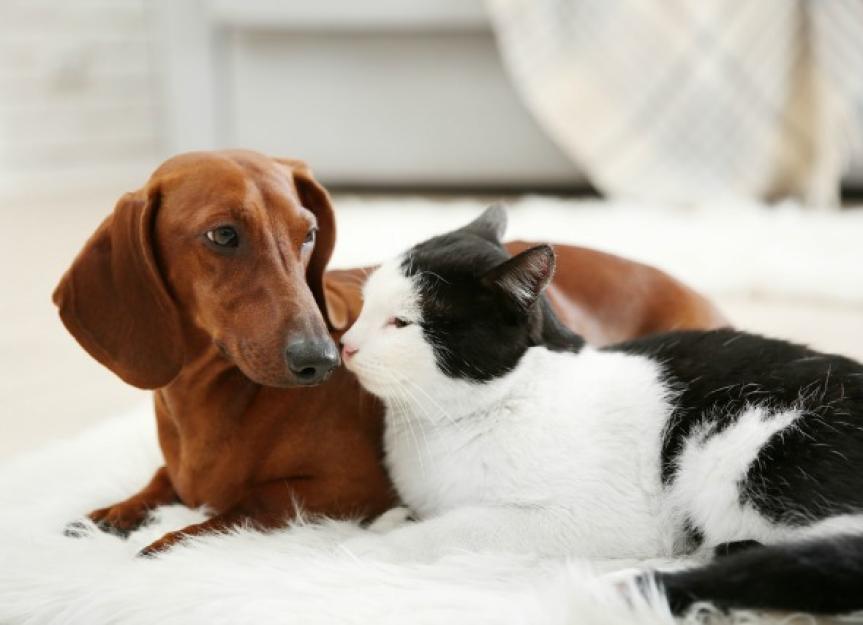 Toxoplasmosis in Dogs | PetMD