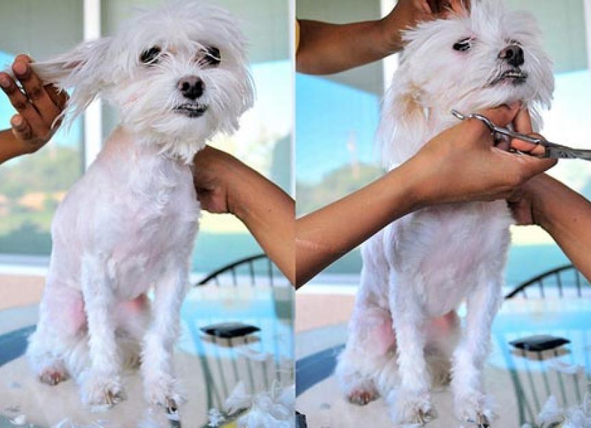Choosing the Right Dog Groomer in 5 Steps | PetMD