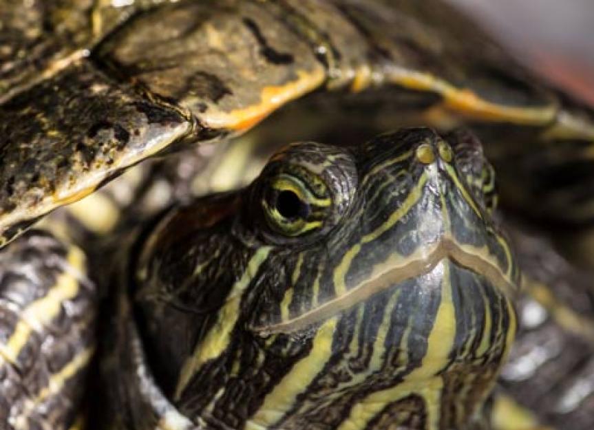How to Determine the Age of Your Turtle | PetMD