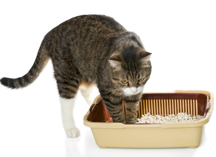 What To Do About Common Urinary Problems in Cats | PetMD