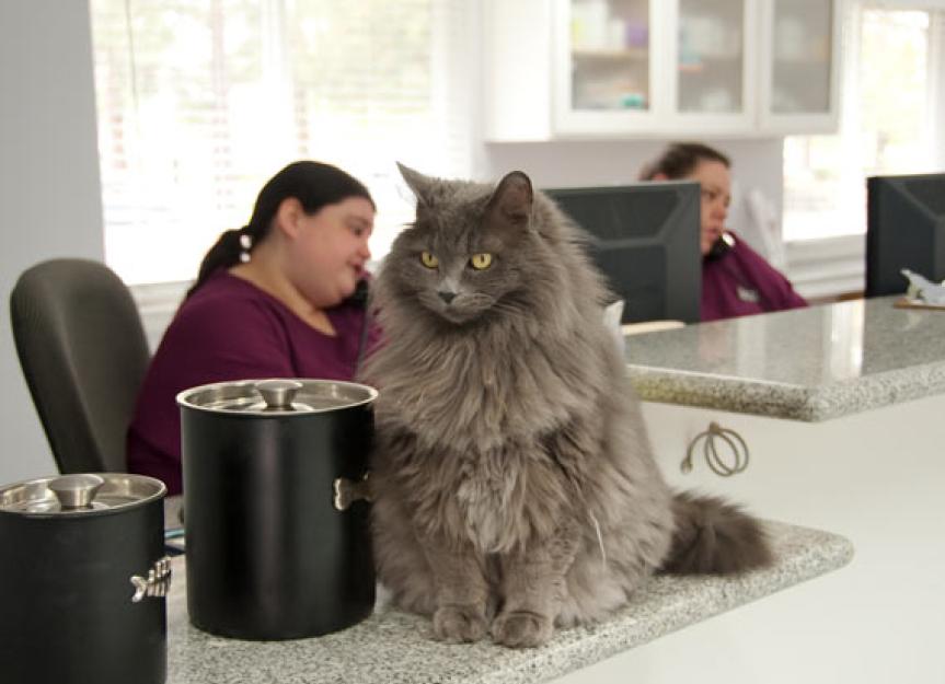 The Under Appreciated and Multi-Talented Veterinary Receptionist | PetMD