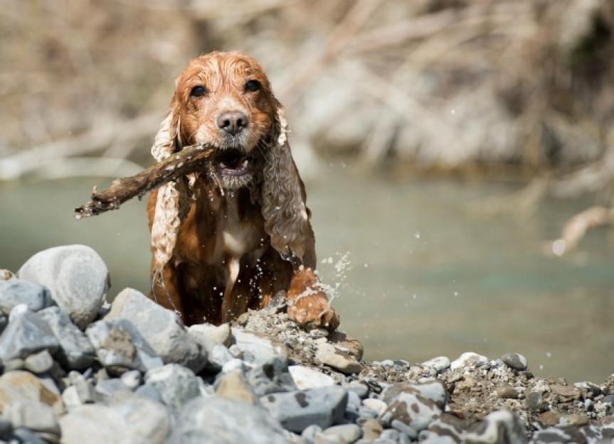 Water Mold Infection (Pythiosis) in Dogs | PetMD