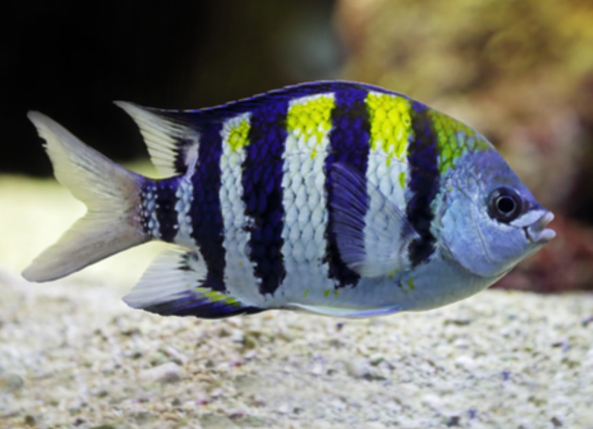 Lateral Line Organ in Fish | PetMD