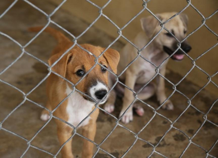 Adopting Free Puppies vs. Buying Puppies for Sale | petMD | PetMD