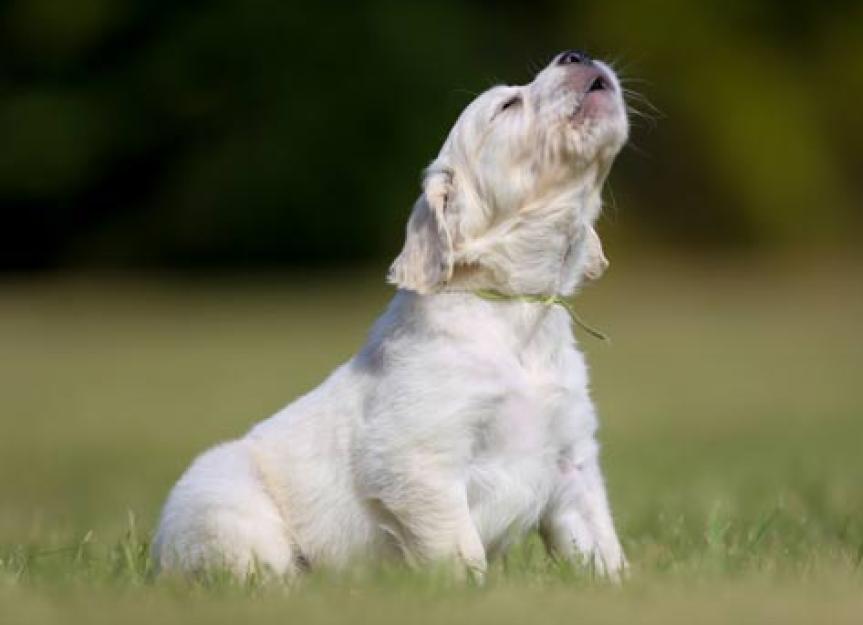 Dogs Howling: What Does It Mean When a Dog Howls? | PetMD