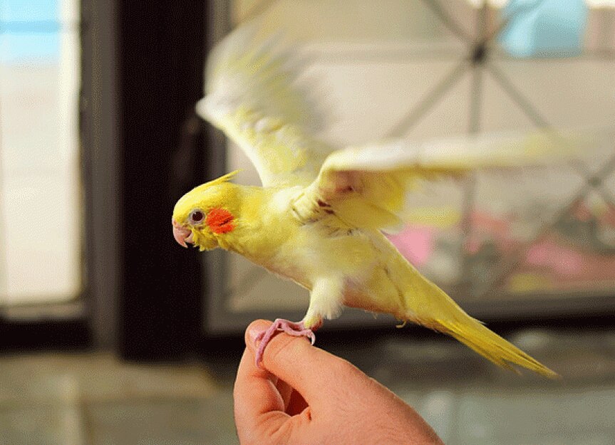 Why Do Birds Need Their Wings Clipped? | PetMD