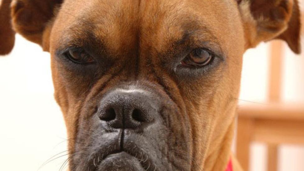 Dog Behavior Assessment Tool Available to Owners | PetMD