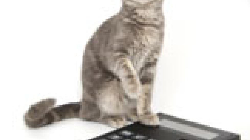 Calculating Carbohydrate Levels in Cat Food - The Math Needed | PetMD