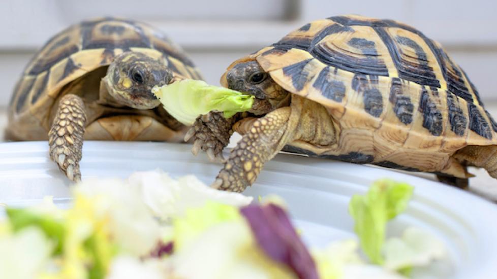 Turtles 101: How to Clean and Care for Your Turtle's Tank | PetMD