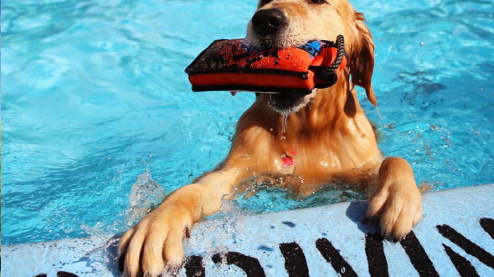 Are Labradors Good Swimmers
