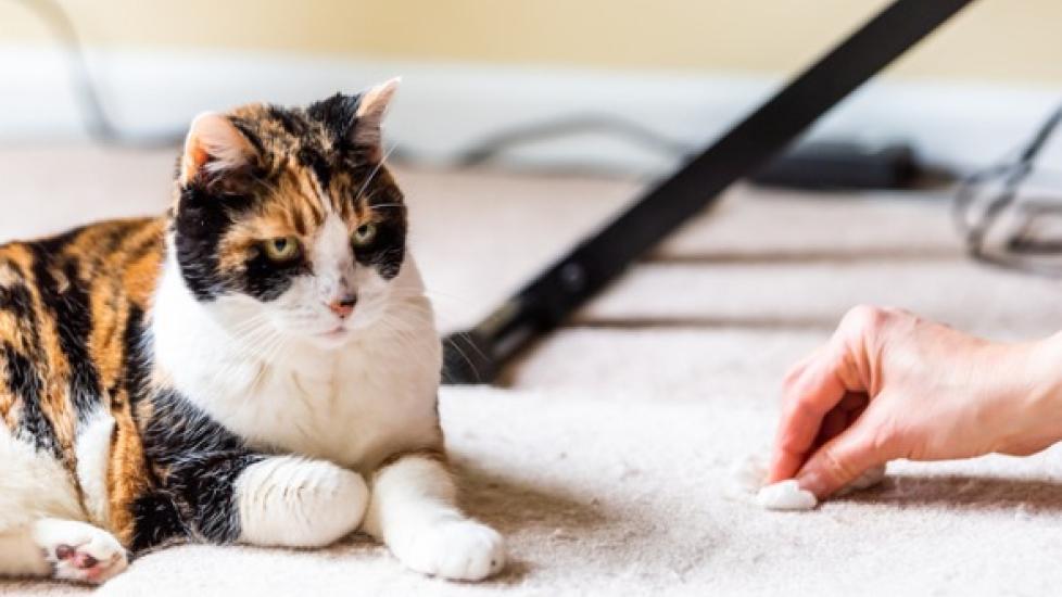 Cat Vomiting: Causes, Types, and What to Do | PetMD