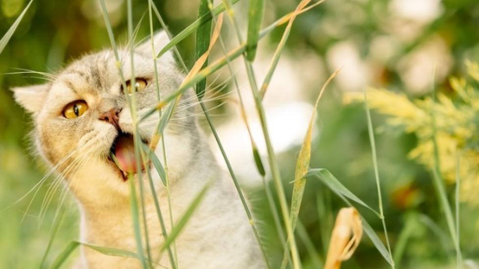 Do Cats Burp? | PetMD