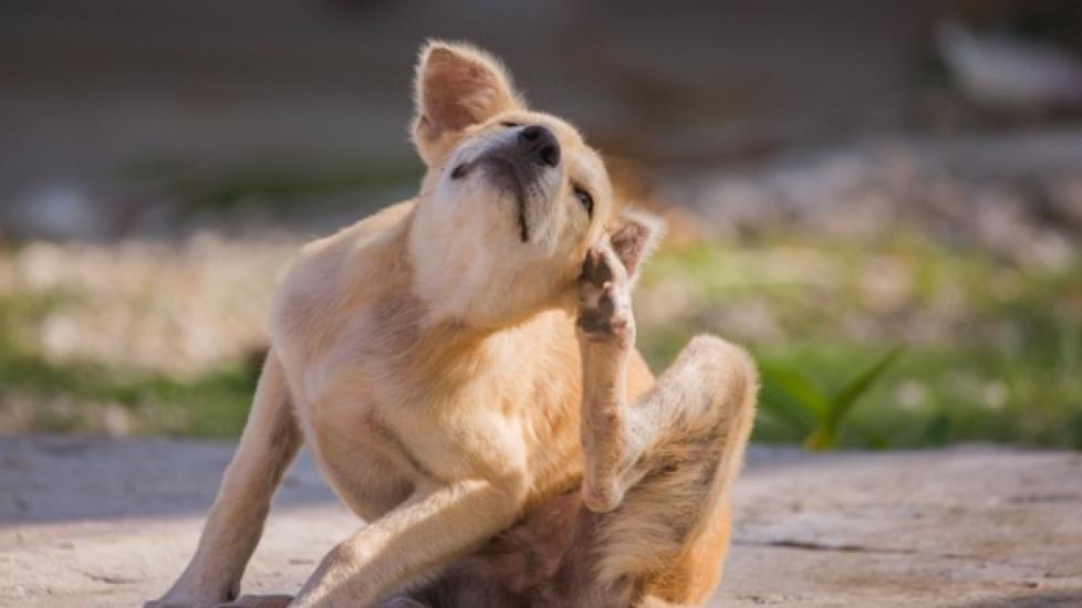 Seborrhea in Dogs: Symptoms, Causes, Treatment, and FAQs | PetMD