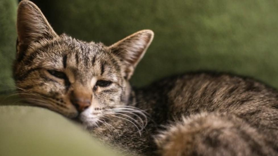 Lethargic Cats: Causes and What to Do | PetMD