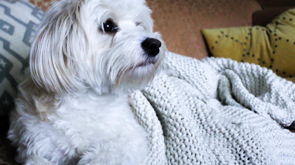 Can Dogs See TV? | PetMD