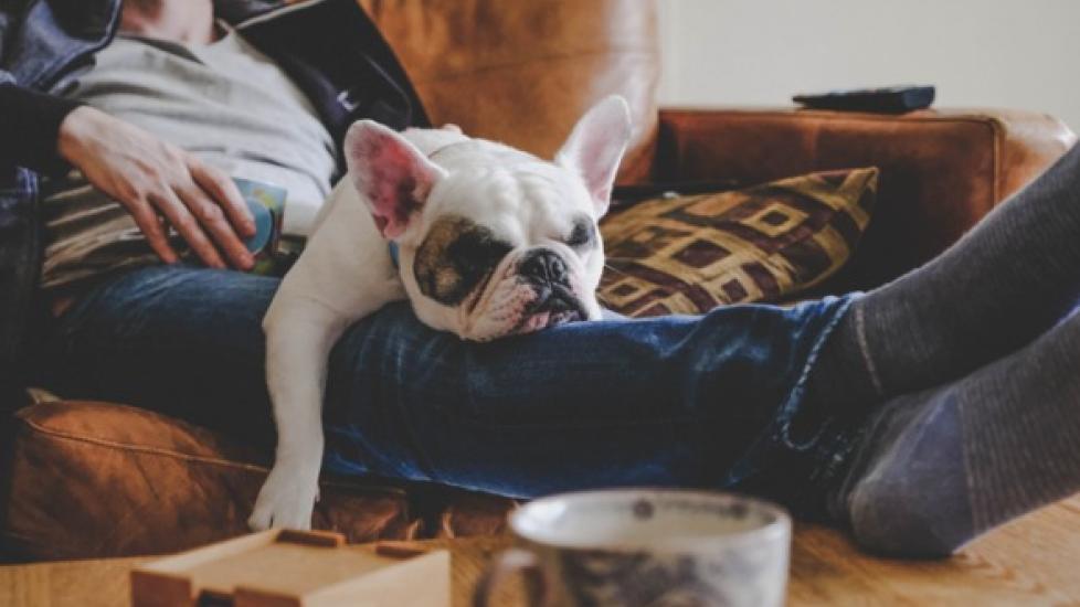 How Much Do Dogs Sleep? | PetMD
