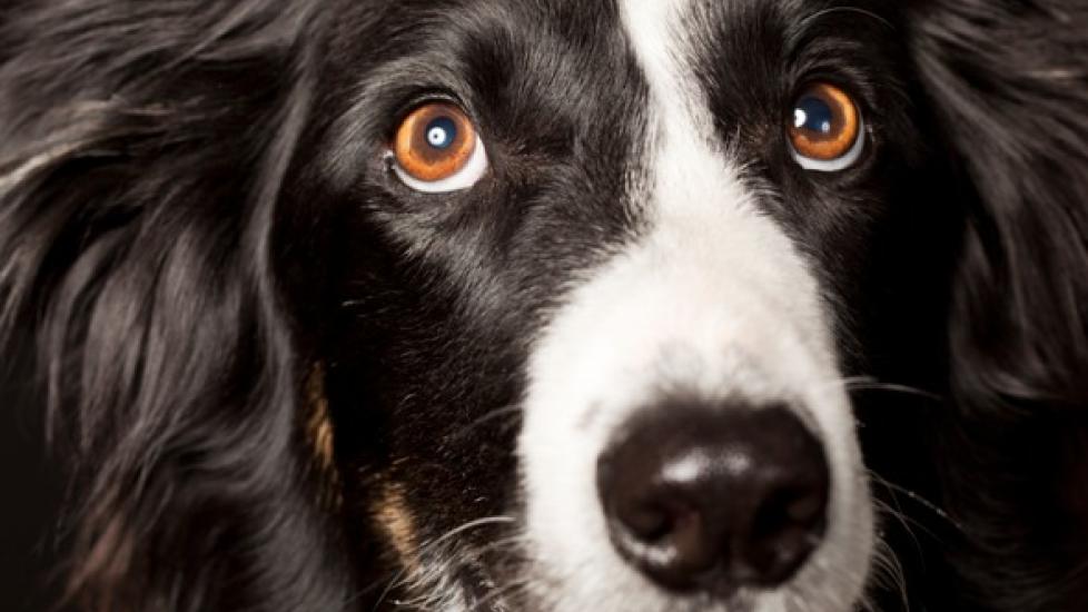 Dog Vision and Eye Anatomy: How Dogs See | PetMD