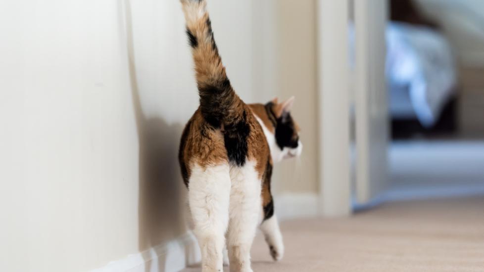 Rectal Prolapse in Cats | PetMD