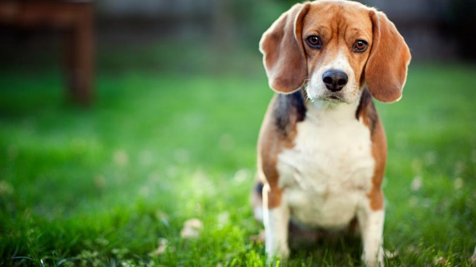 Anal Gland Cancer in Dogs: Symptoms, Causes, Treatment, and FAQs | PetMD