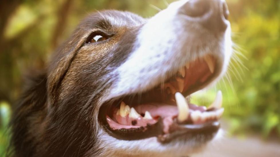 Epulis in Dogs: Symptoms, Causes, Treatment, and FAQs | PetMD