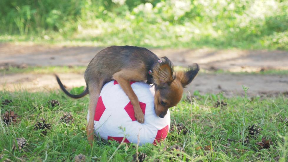 Is It Normal For A 3 Month Old Female Puppy To Hump