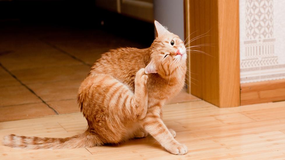 Fur Mites in Cats | PetMD