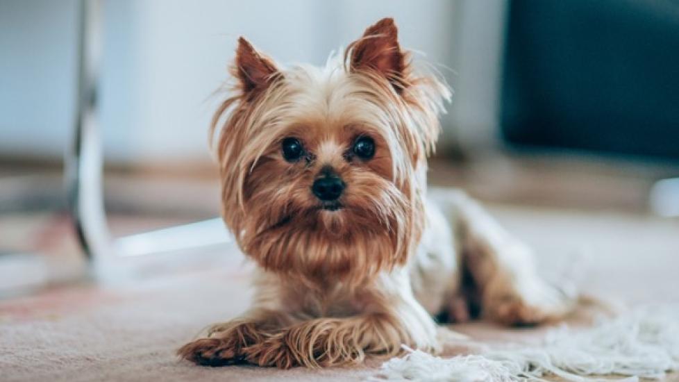 Protein in Dog Urine (Proteinuria in Dogs) | PetMD