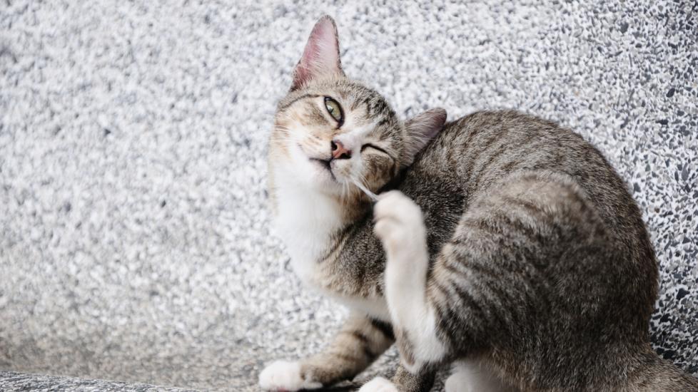 Scabies in Cats | PetMD