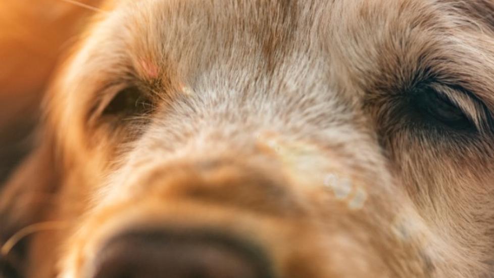 Dog Tumors: Symptoms, Causes, Treatment and FAQs | PetMD