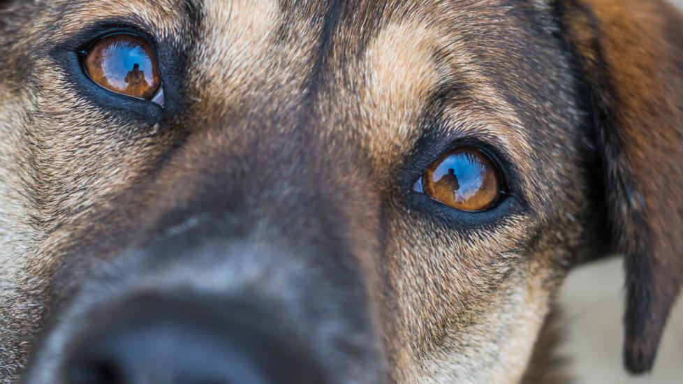 Degeneration of the Iris in the Eye in Dogs / Iris Atrophy | PetMD