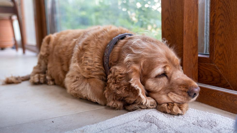 Prostate Cancer in Dogs (Prostatic Adenocarcinoma) | PetMD