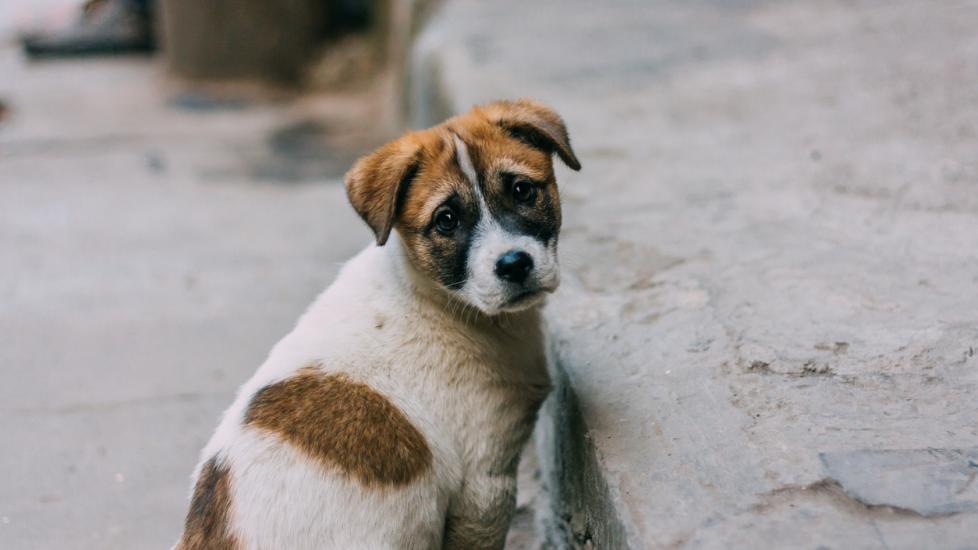 How to Help Stray and Lost Pets | PetMD