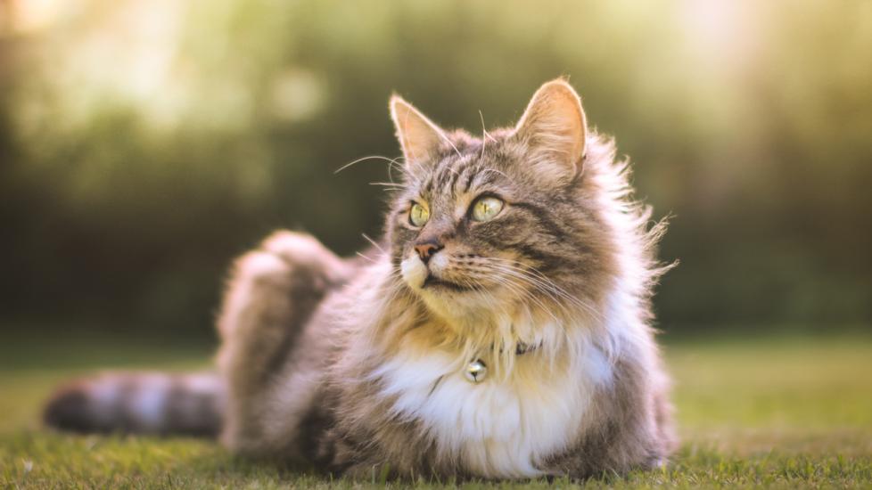 Luxating Patellas in Cats | PetMD