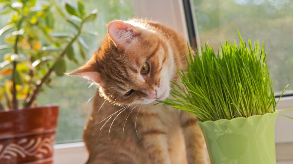 Does Catnip Make Cats High? | PetMD