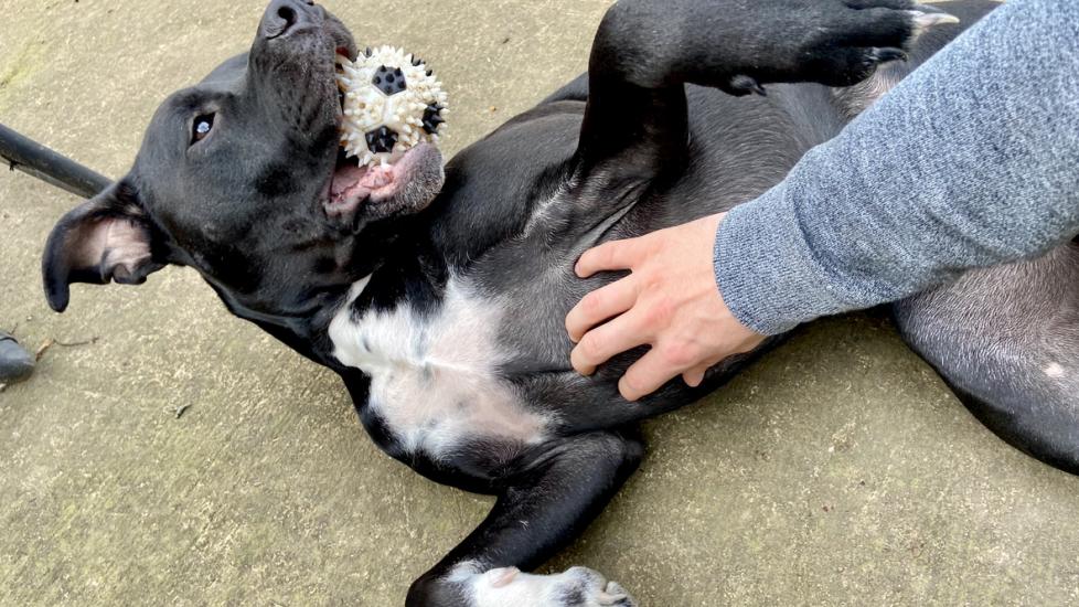 Dog Peritonitis | PetMD