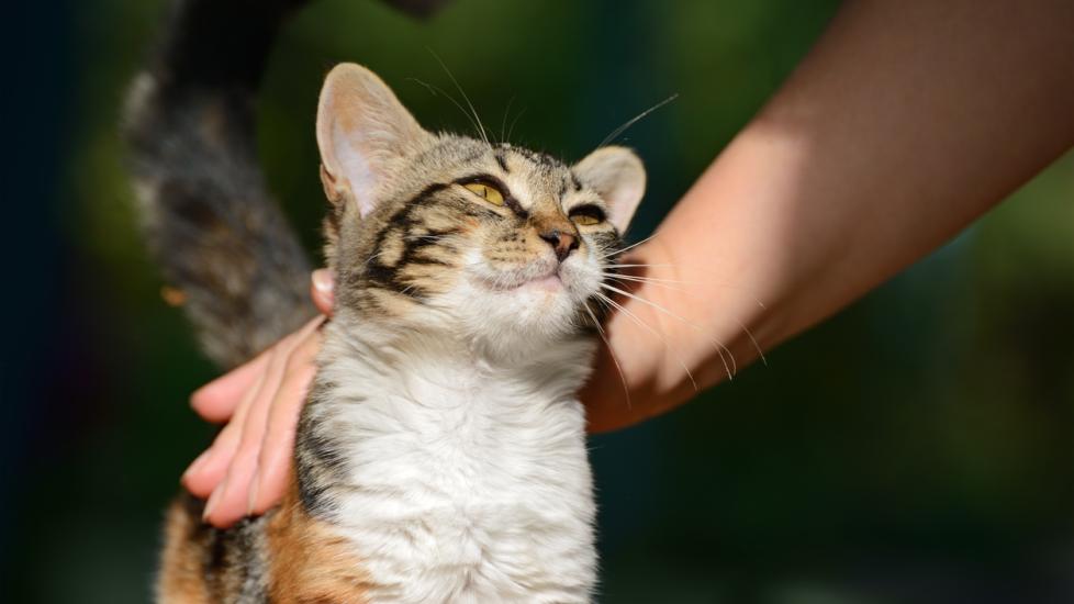 Is My Cat Happy? 9 Signs of a Happy Cat | PetMD