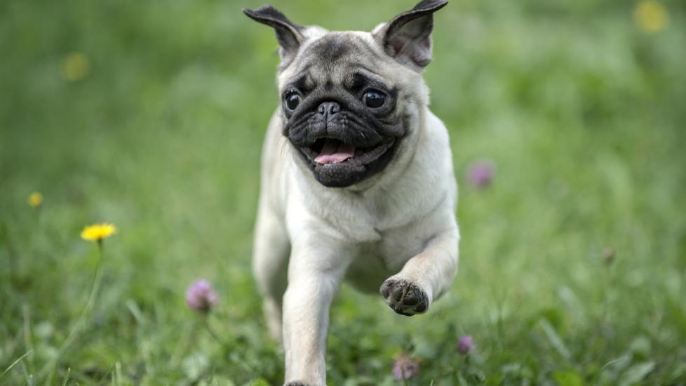 Cleft Palate in Dogs: Treatment and More | PetMD