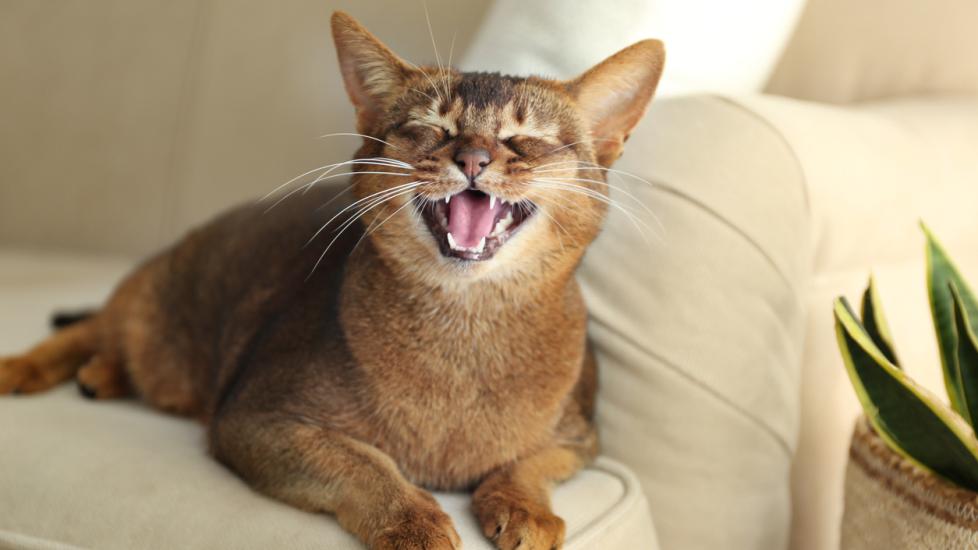Cat Tooth Extraction Recovery Guide | PetMD