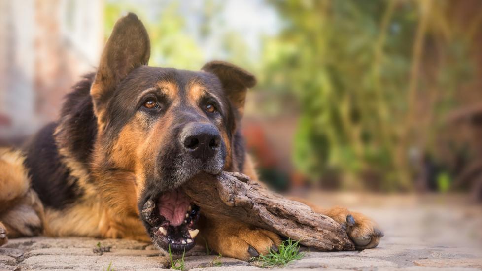 Lockjaw in Dogs | PetMD