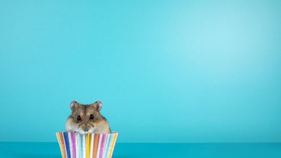 How Long Do Hamsters Live? | PetMD
