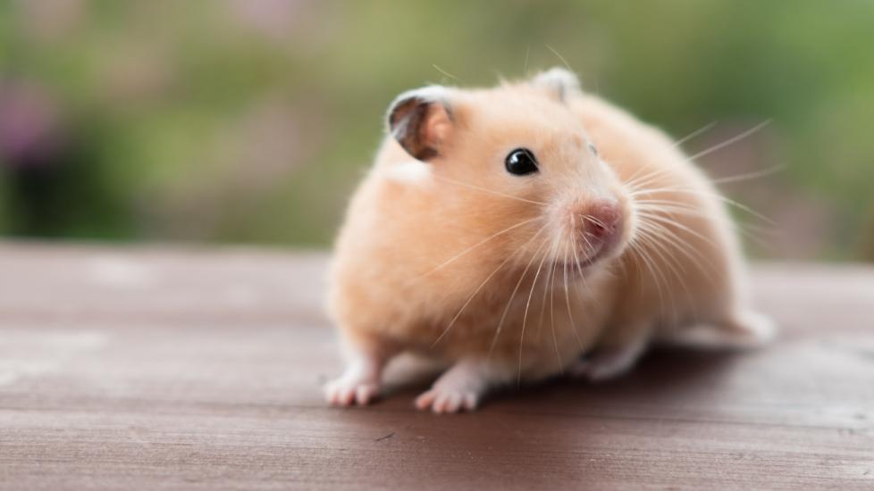 The Five Most Popular Hamster Breeds | PetMD