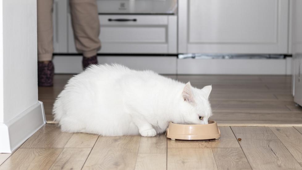 Obesity in Cats: Signs, Causes, and Treatment | PetMD
