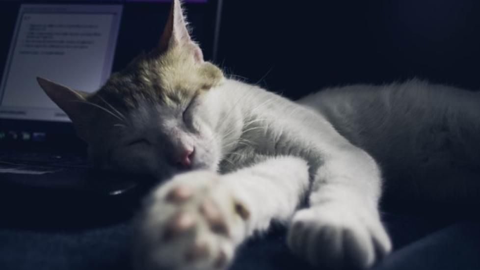 How To Get Your Cat to Sleep At Night | PetMD