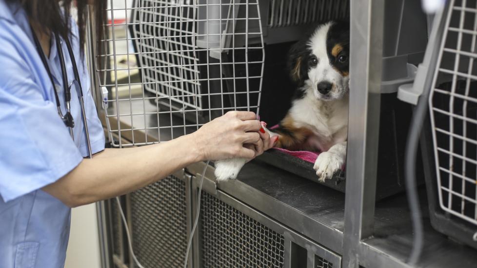 Canine Coronavirus | PetMD